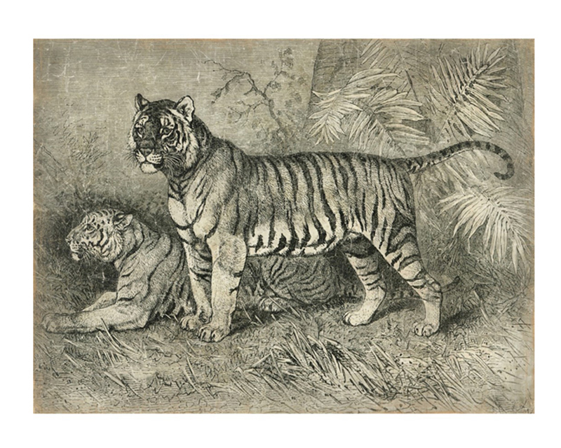 Panel Papel Reciclado Tigre Banco 120x90 - Marabierto