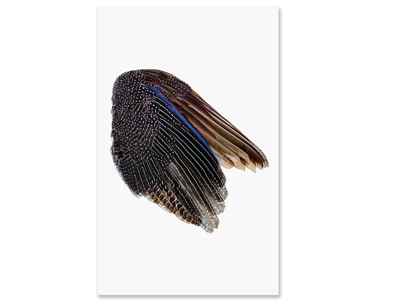 Cuadro Roy Guinea Fowl Wing (Der) formato gigante - Marabierto