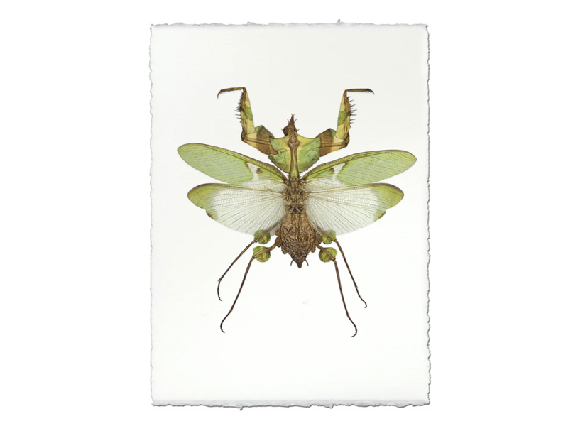 Cuadro Roy Green Praying Mantis - Marabierto